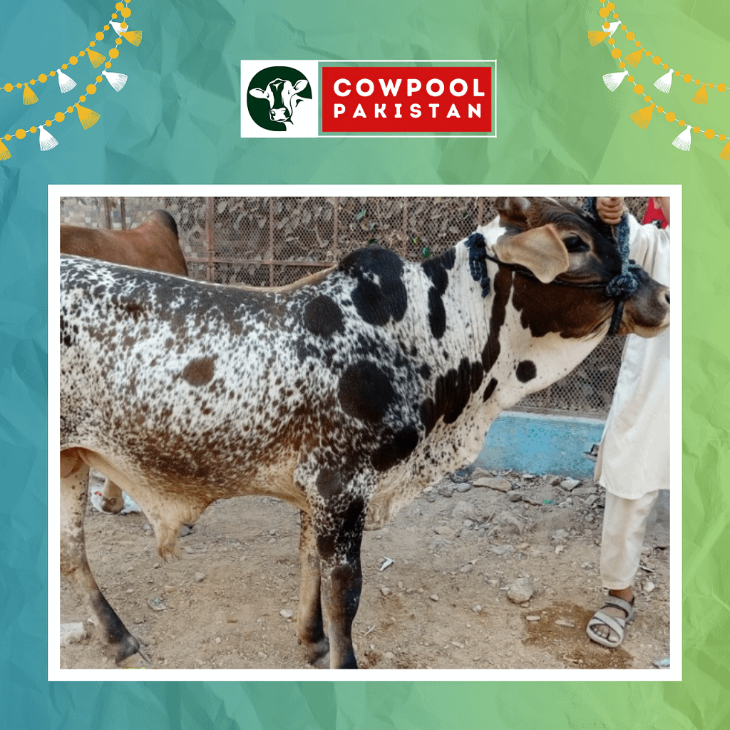 Cow For Shares 17 - cowpoolpk.com