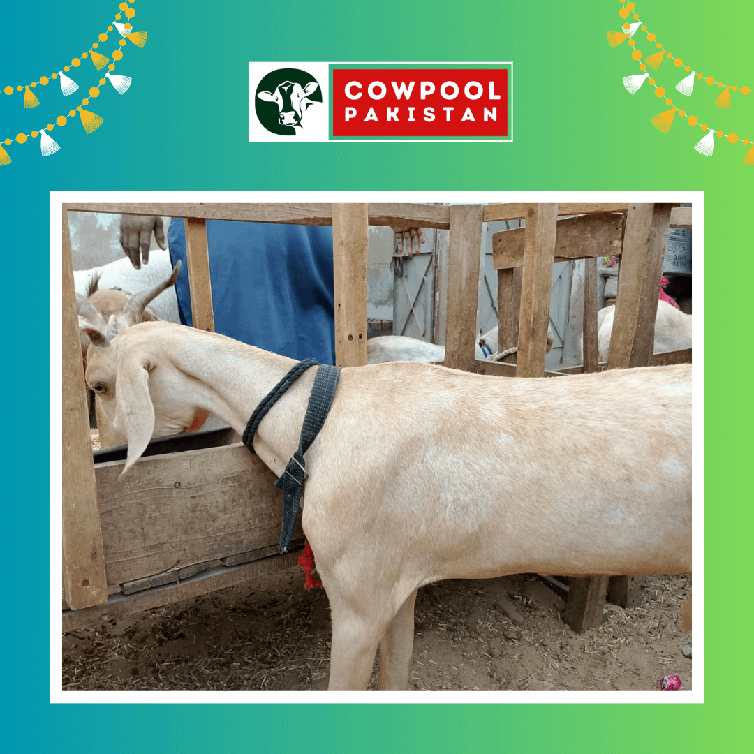 Goat 3 - cowpoolpk.com