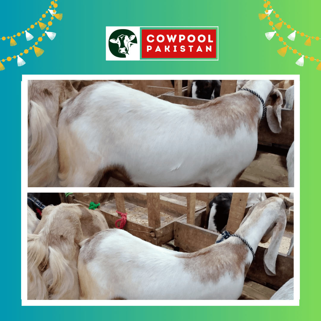 Goat 4 - cowpoolpk.com