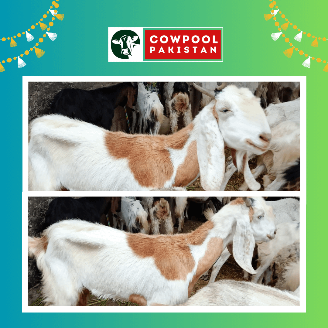 Goat 6 - cowpoolpk.com