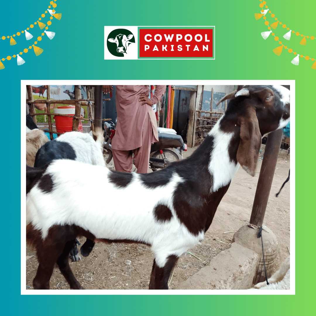Goat 7 - cowpoolpk.com