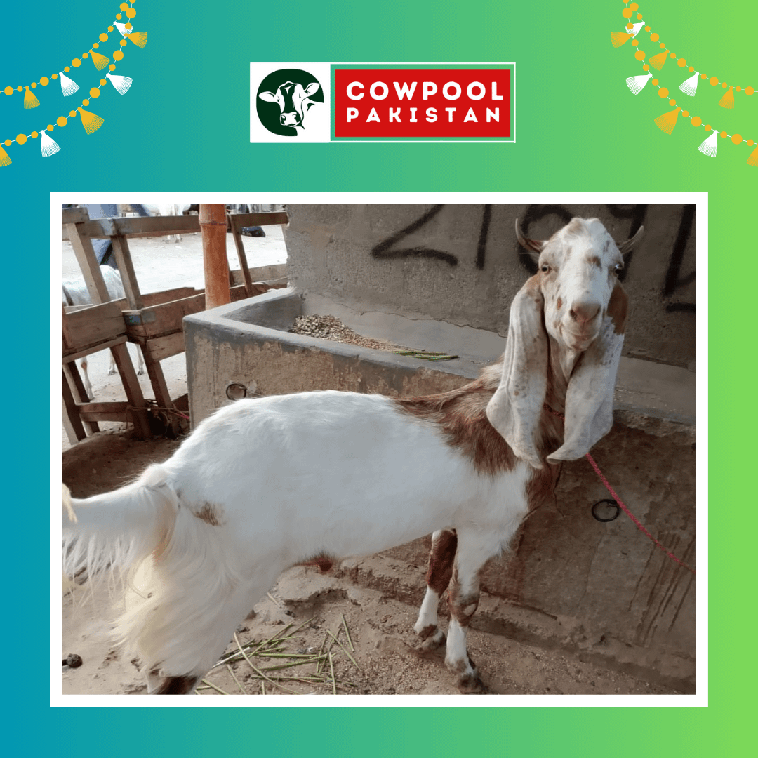 Goat 10 - cowpoolpk.com